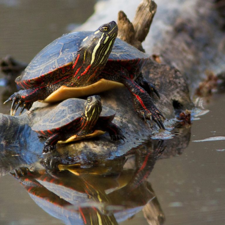 All of Northern Michigan Archives | Northern Michigan History