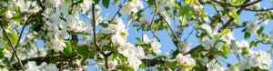 Michigan's Official State Flower: The Apple Blossom | Northern Michigan ...